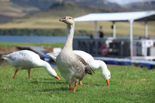 First Group Qwantani, Harrismith (updated prices 2025)