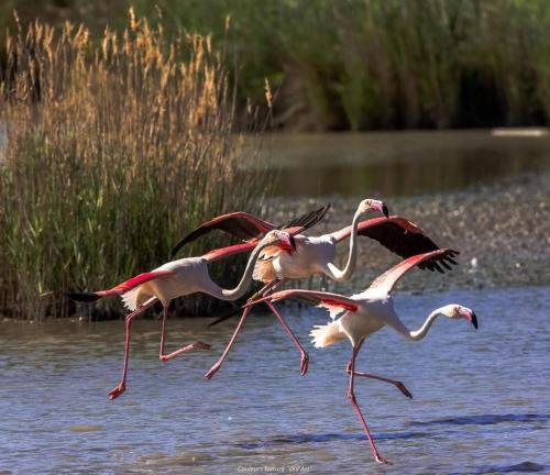 loft, air conditioning, garden, optional jacuzzi, barbecue, Lunel ...