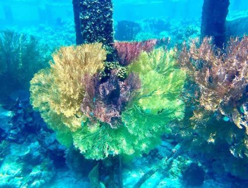 Nur Homestay, Mini Resto & Souvenir, Pulau Malingi (preços atualizados ...