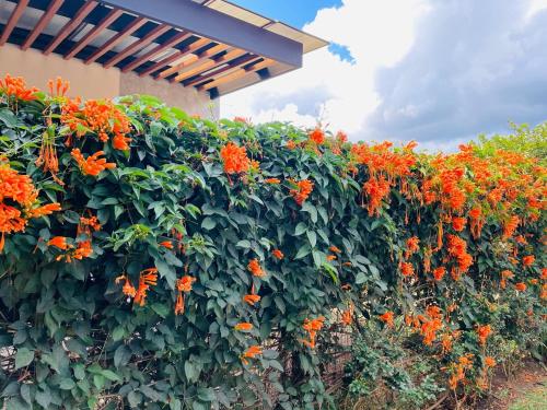 Oasis 37, Santo Domingo (updated prices 2026)