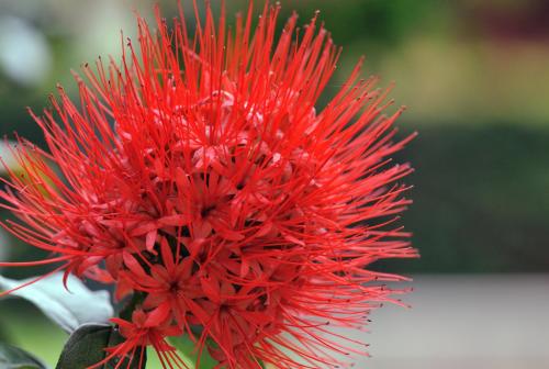 Hotel Safari Gate, Bujumbura, Burundi - Booking.com