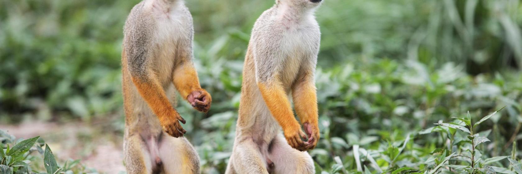 The 10 best hotels near Monkeyland Primate Sanctuary in The Crags ...