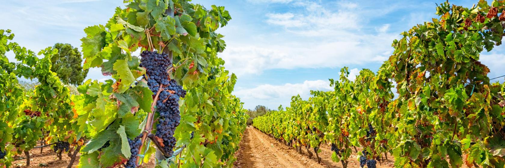 The 10 best hotels close to Constantia Uitsig Wine Estate in Constantia ...