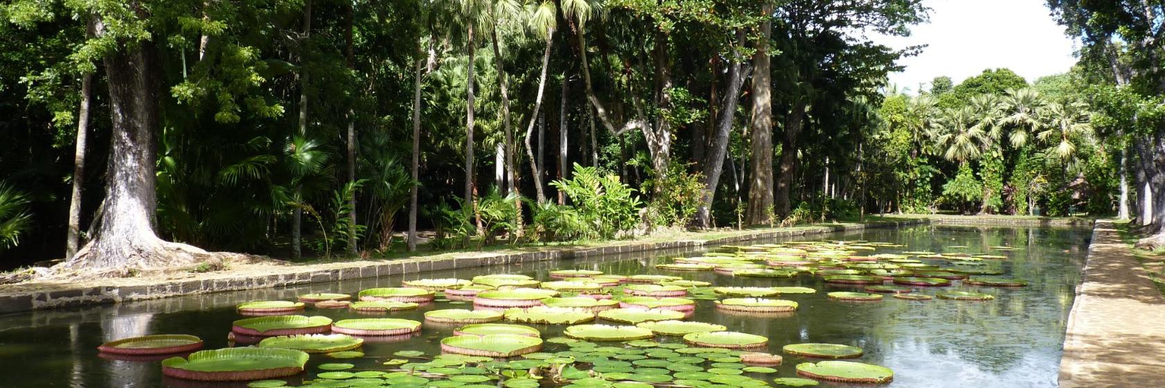 The 10 best hotels close to Sir Seewoosagur Ramgoolam Botanical Garden ...