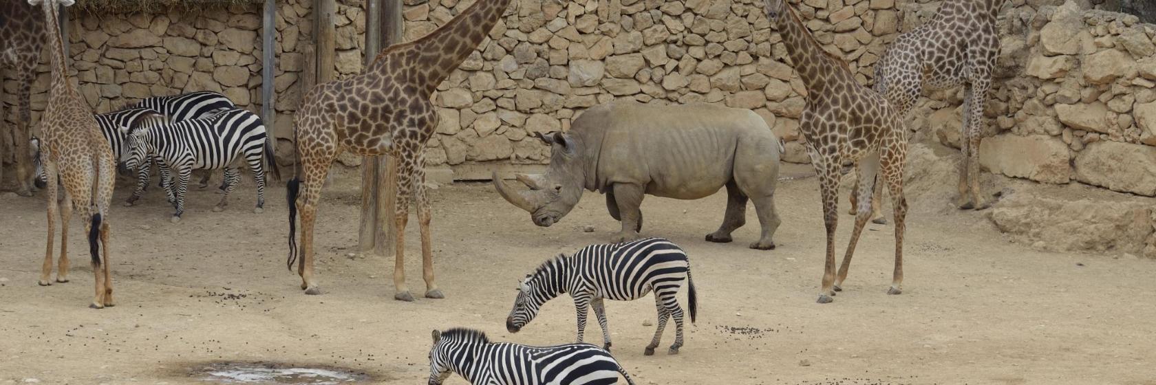 10 המלונות הטובים ביותר בסביבת גן החיות התנכי בירושלים, ישראל