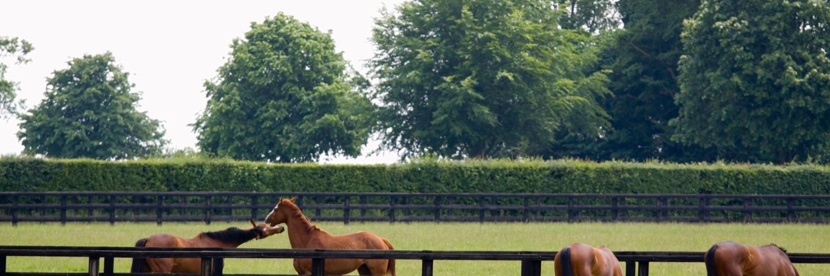 The 10 best hotels close to Newmarket Racecourse in Stetchworth, United ...