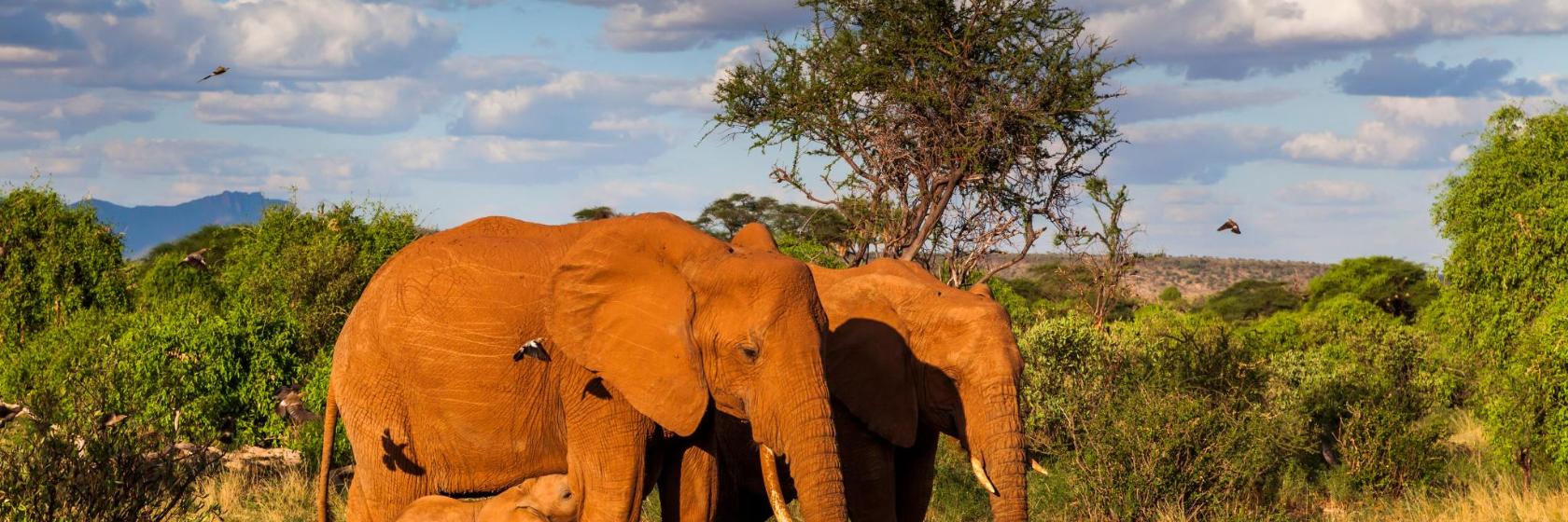 The best hotels close to Samburu National Reserve in Archers Post, Kenya