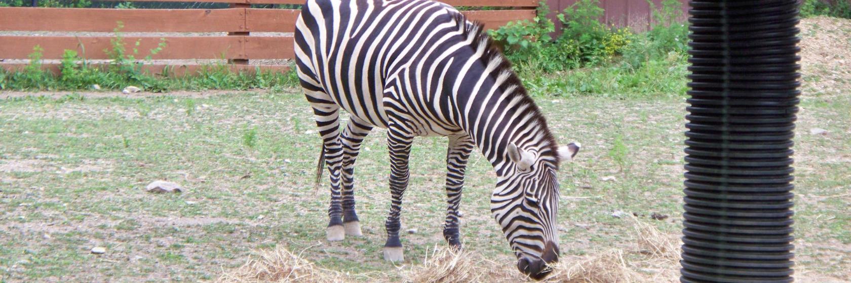 The 10 best hotels near Doha Zoo in Doha, Qatar