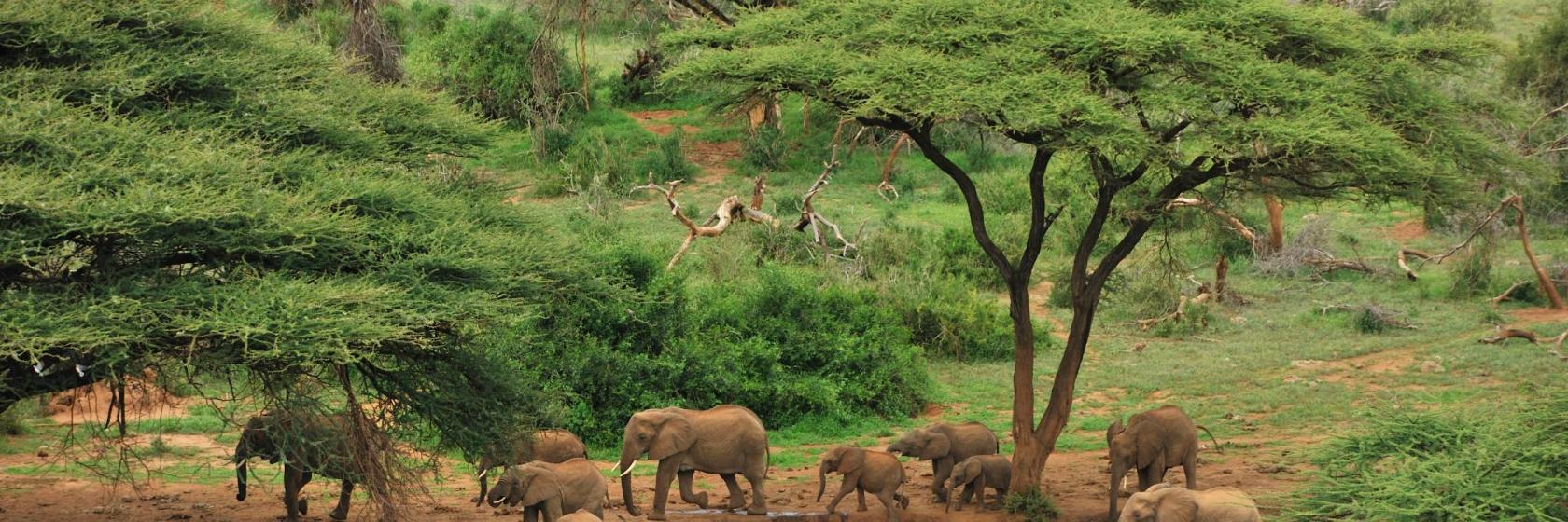 The Best Laikipia Hotels – Where To Stay in and around Laikipia, Kenya