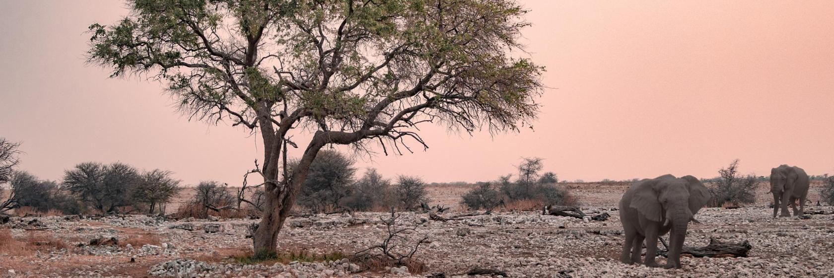 The Best Outjo Hotels – Where To Stay in and around Outjo, Namibia